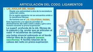 5-ARTICULACIONES DEL BRAZO Y ANTEBRAZO (1).ppt