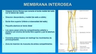 5-ARTICULACIONES DEL BRAZO Y ANTEBRAZO (1).ppt