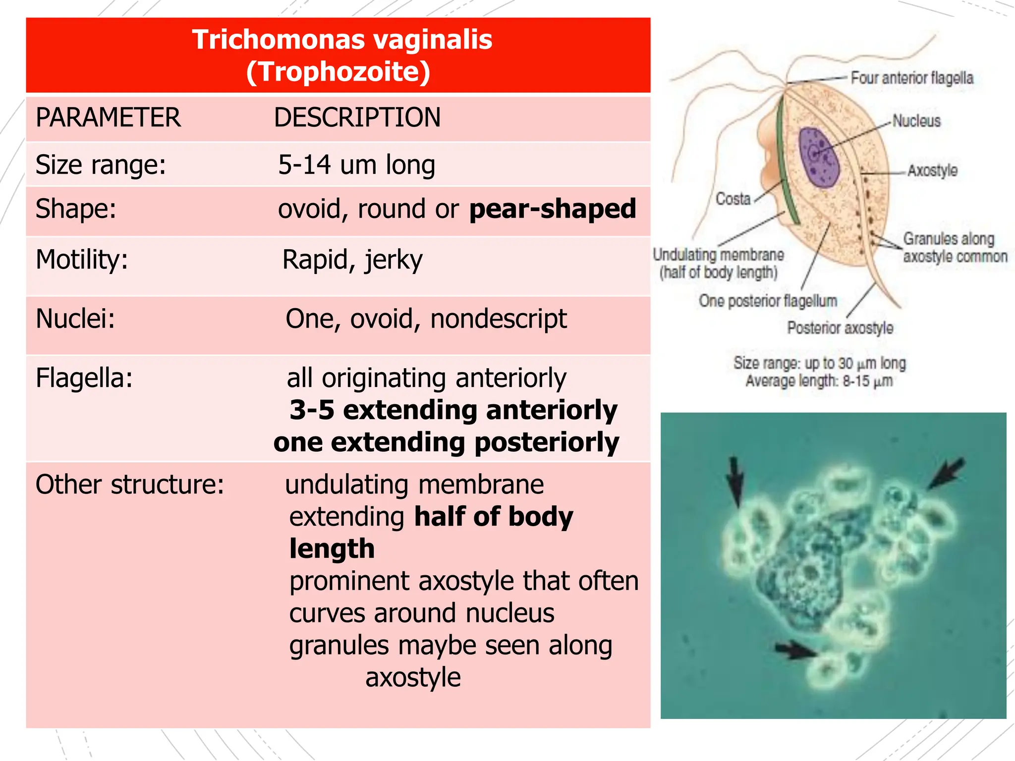 Identification of Staphylococcus and Streptococcus (1).pdf