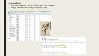 Batch Management: A Conveyor Mindset for Mass Digitization | PPT