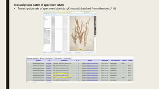 Batch Management: A Conveyor Mindset for Mass Digitization | PPT