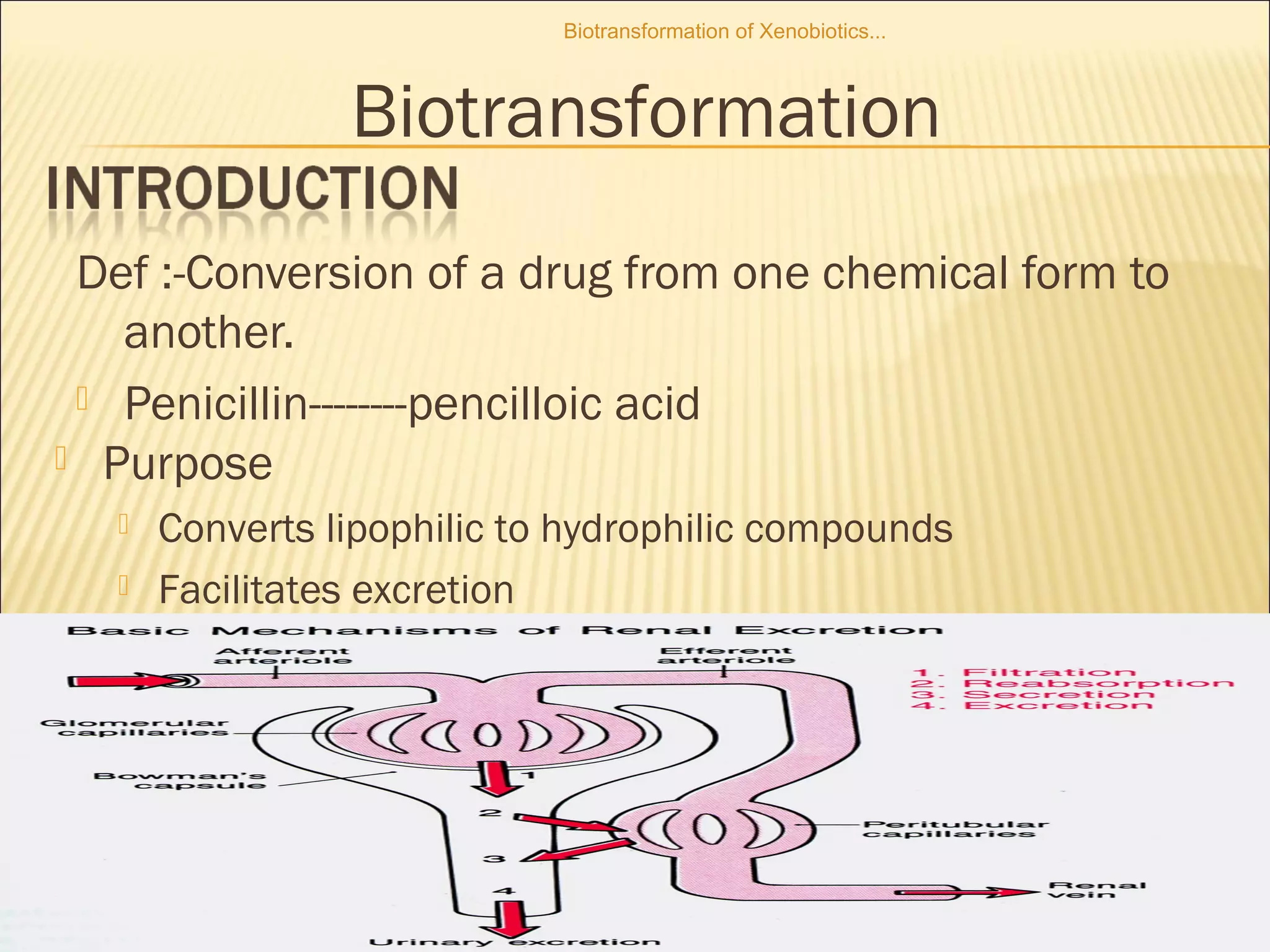 Drug metabolismsvpp | PPT