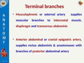 Brachial artery of animals and its branches | PPT