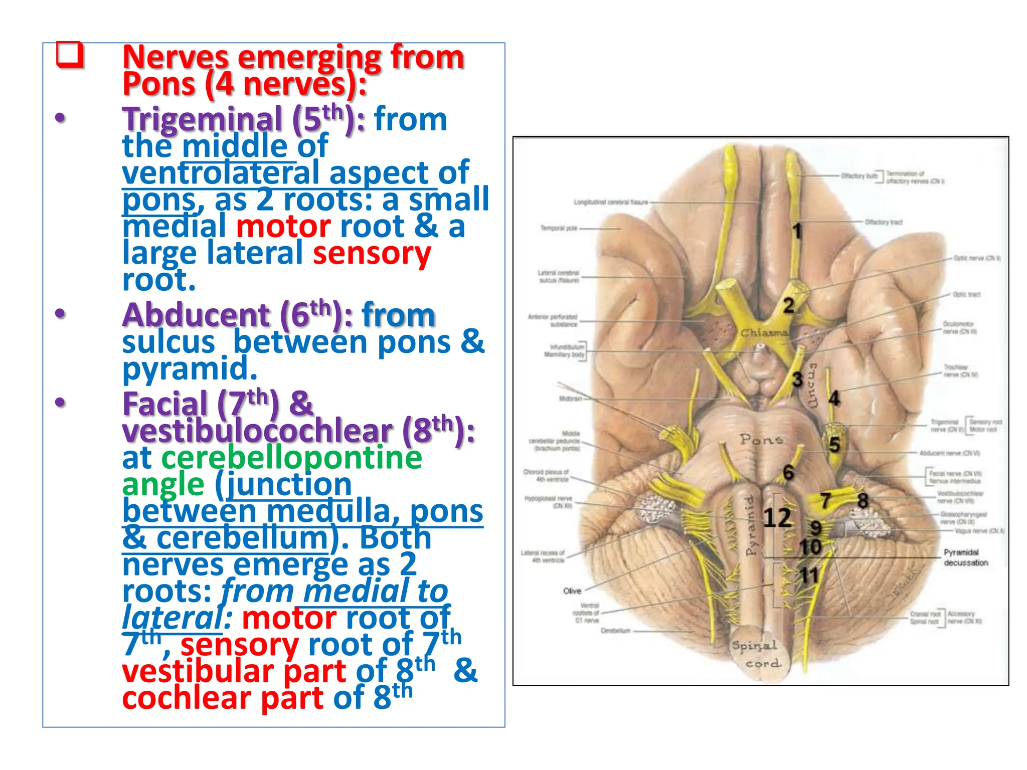 5- Brain stem-External Features.with clinical anatomyppt | PPT