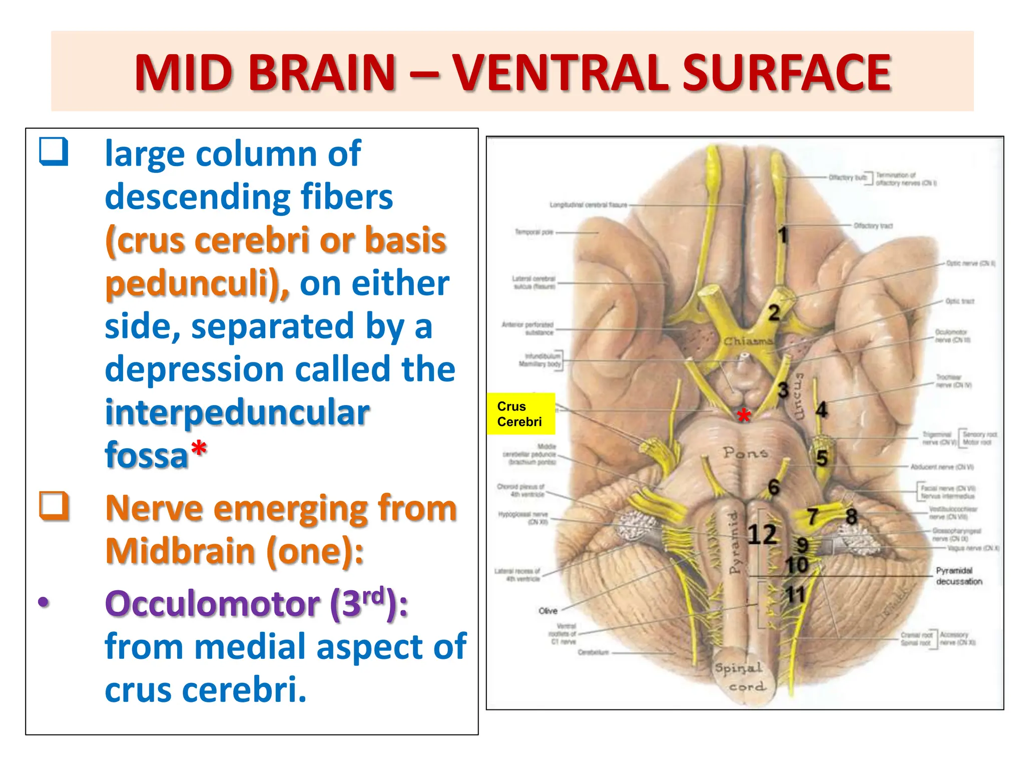 5- Brain stem-External Features.with clinical anatomyppt | PPT