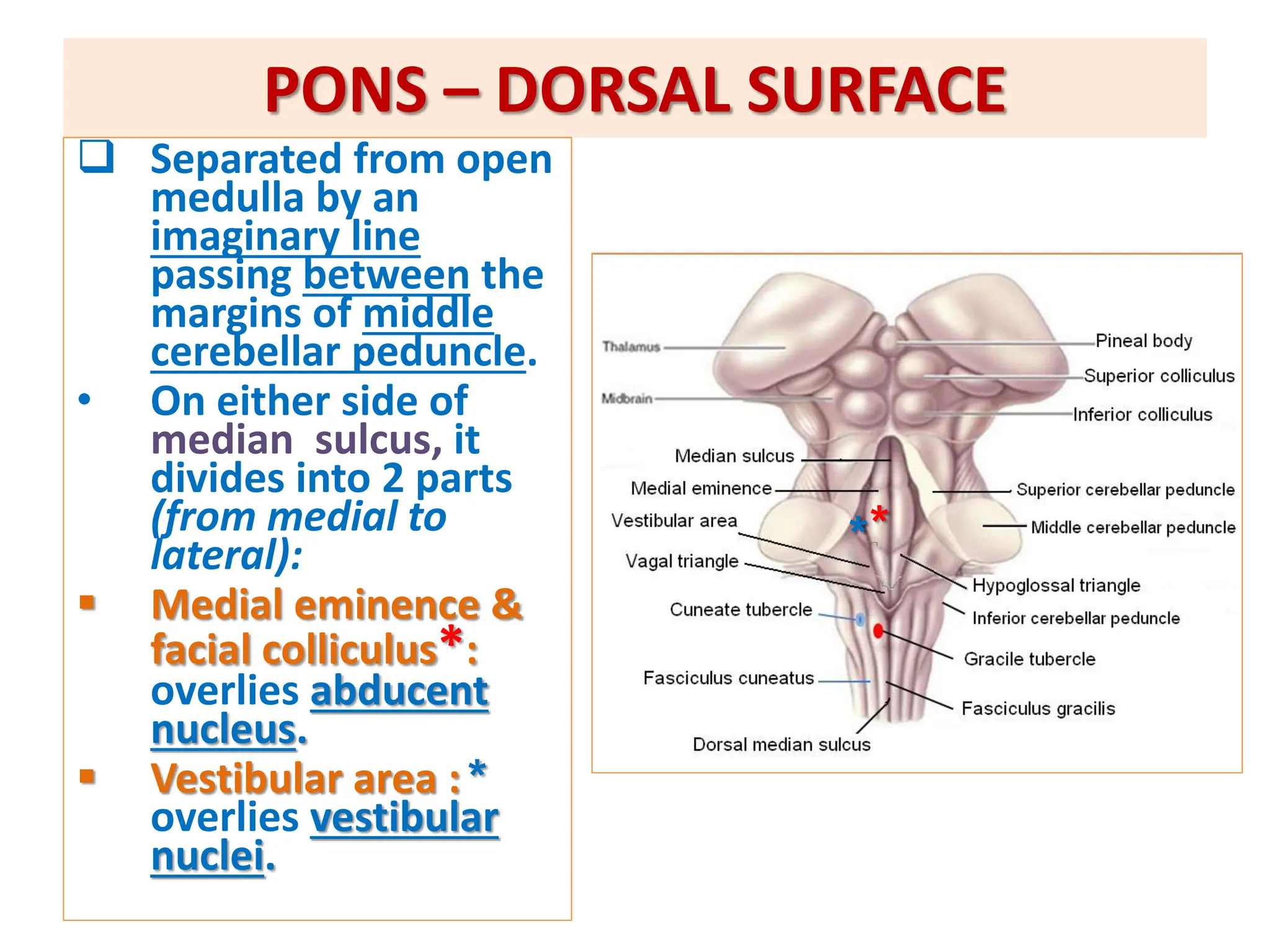 5- Brain stem-External Features.with clinical anatomyppt | PPT