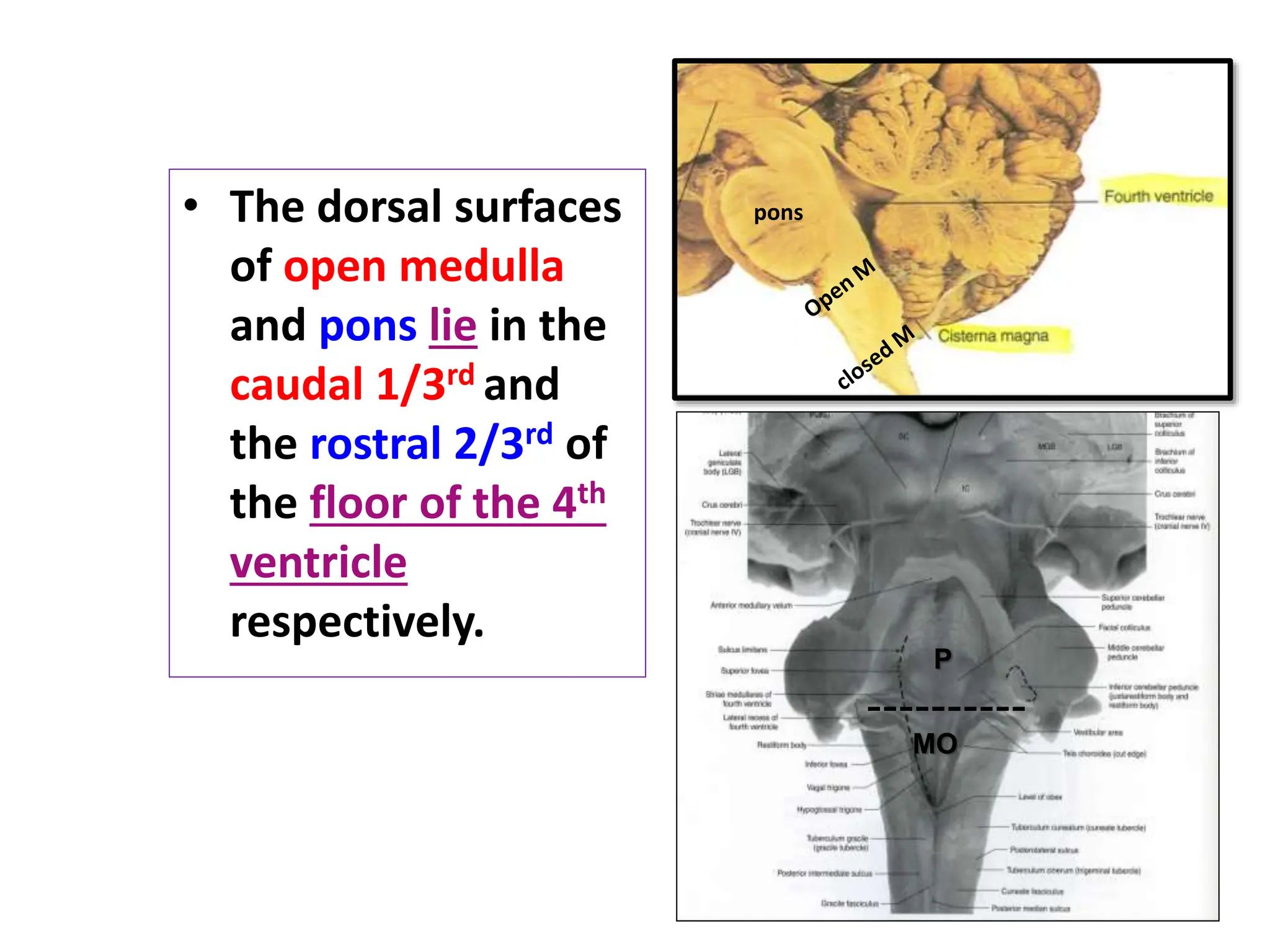 5- Brain stem-External Features.with clinical anatomyppt | PPT