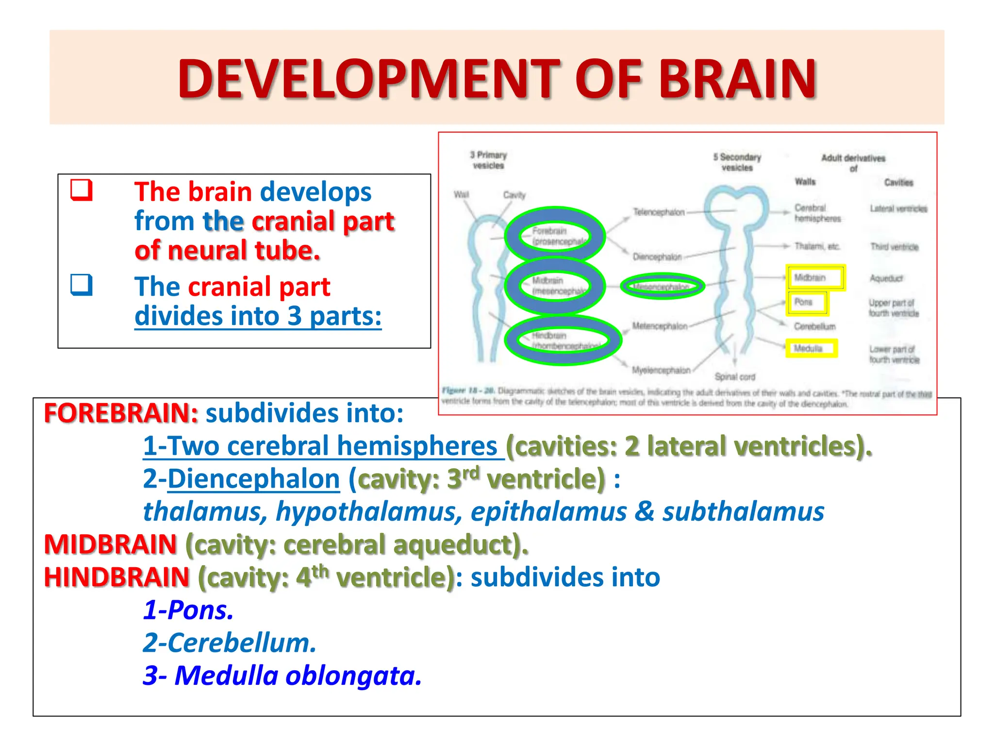 5- Brain stem-External Features.with clinical anatomyppt | PPT