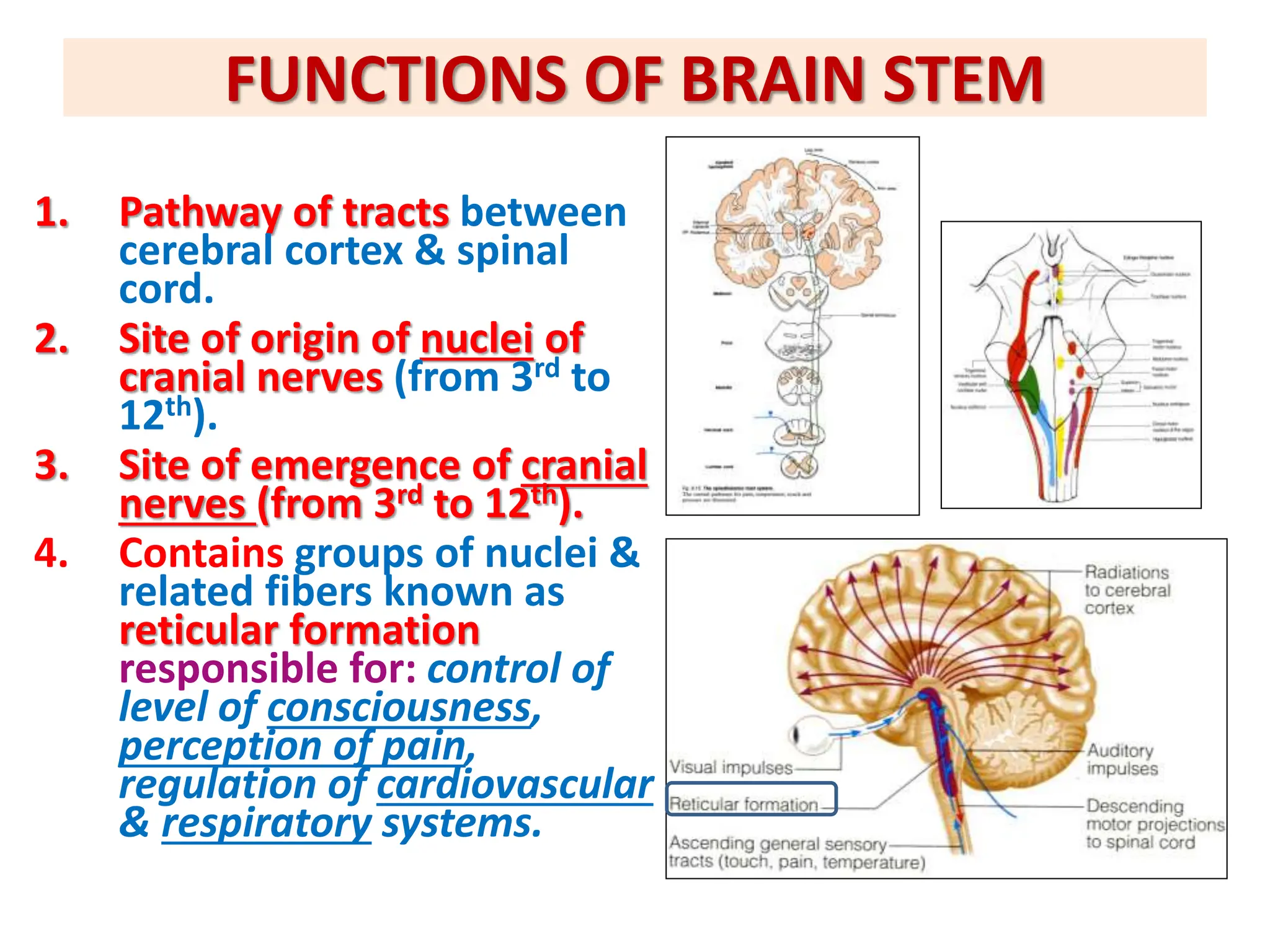 5- Brain stem-External Features.with clinical anatomyppt | PPT
