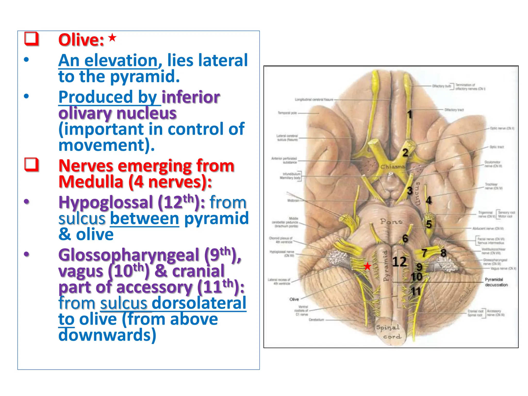 5- Brain stem-External Features.with clinical anatomyppt | PPT