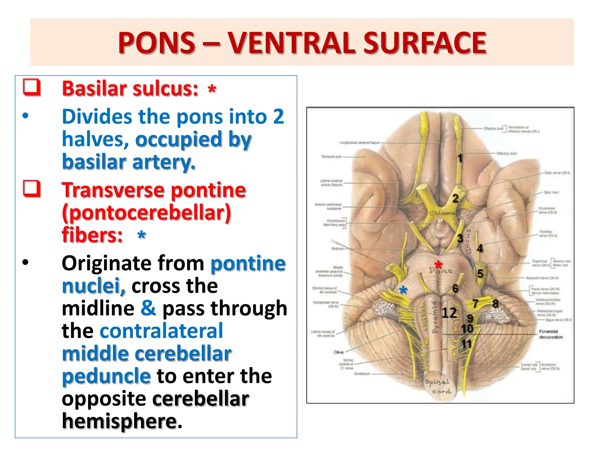 5- Brain stem-External Features.with clinical anatomyppt | PPT