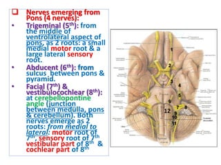 5- Brain stem-External Features.with clinical anatomyppt | PPT
