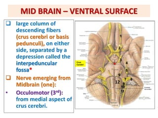 5- Brain stem-External Features.with clinical anatomyppt | PPT
