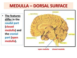 5- Brain stem-External Features.with clinical anatomyppt | PPT
