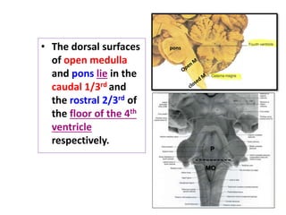 5- Brain stem-External Features.with clinical anatomyppt | PPT