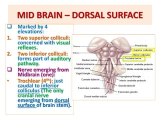 5- Brain stem-External Features.with clinical anatomyppt | PPT