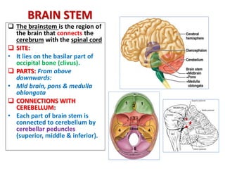5- Brain stem-External Features.with clinical anatomyppt | PPT