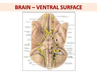 5- Brain stem-External Features.with clinical anatomyppt | PPT