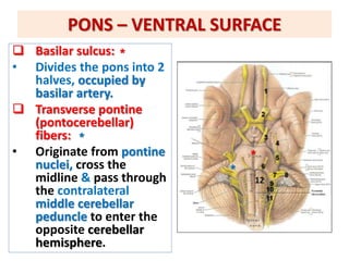 5- Brain stem-External Features.with clinical anatomyppt | PPT