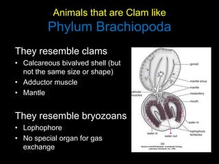 Phylum Ectoprocta Examples