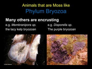 Phylum Ectoprocta Examples