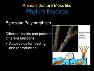Phylum Ectoprocta Examples