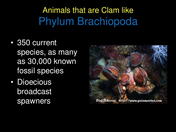 5. bryozoa brachiopoda and nematoda
