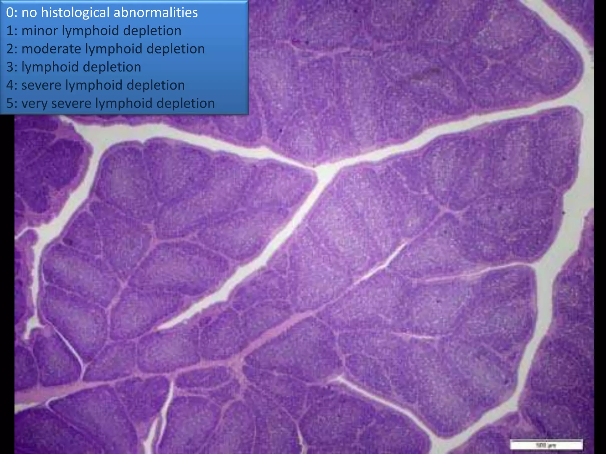 Bursa Lesion Score in Poultry | PPTX