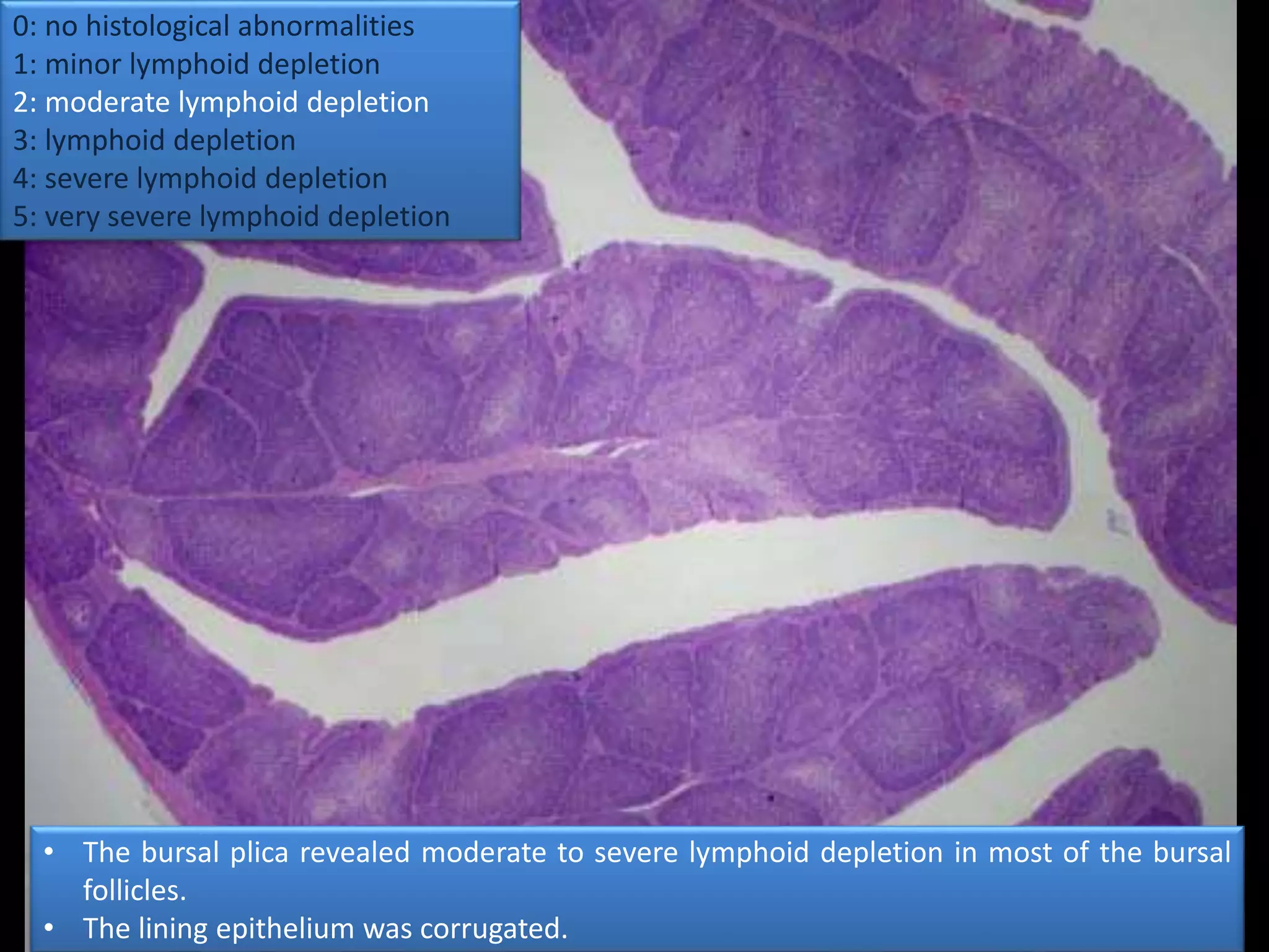 Bursa Lesion Score in Poultry | PPTX
