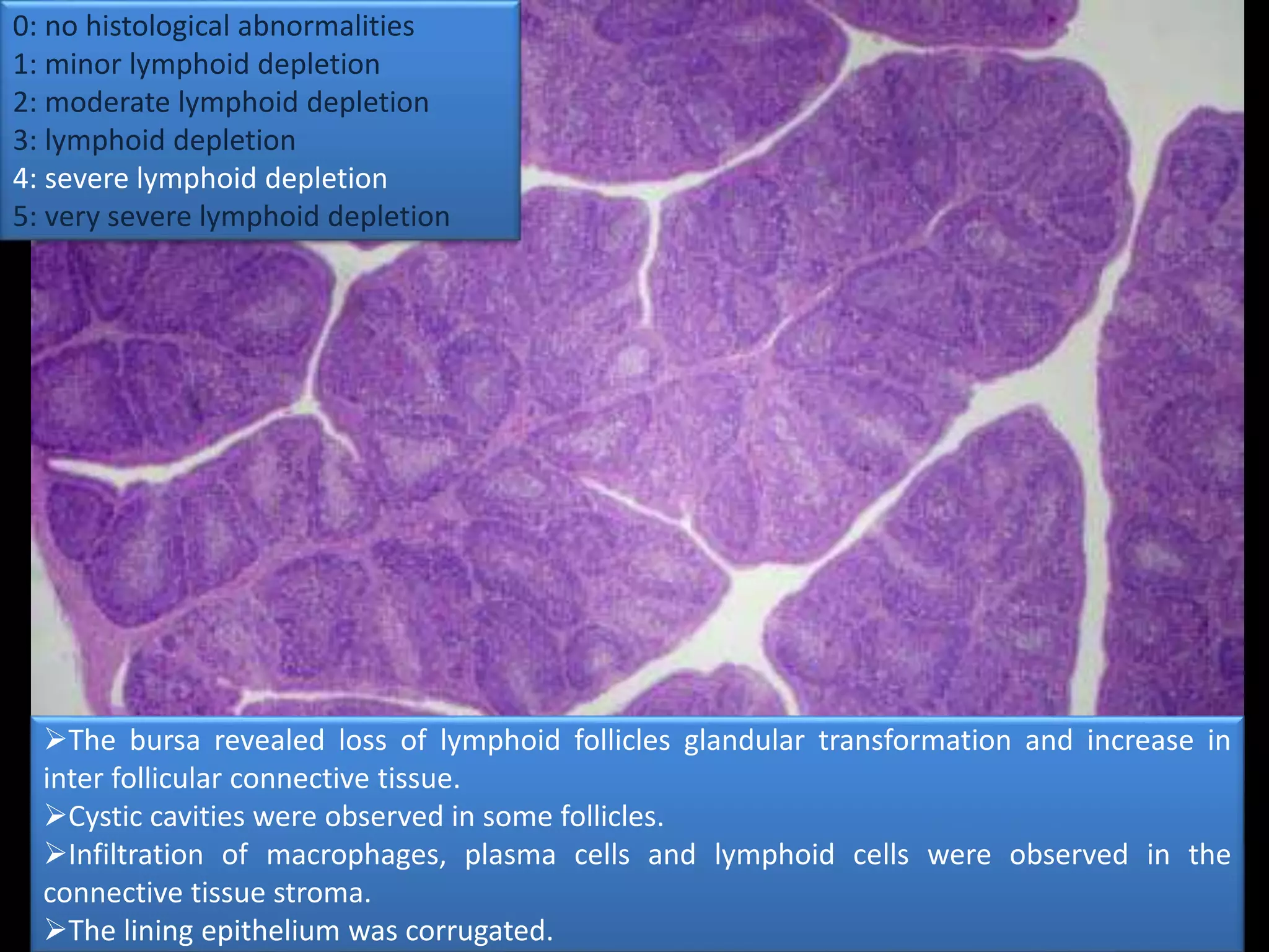 Bursa Lesion Score in Poultry | PPTX
