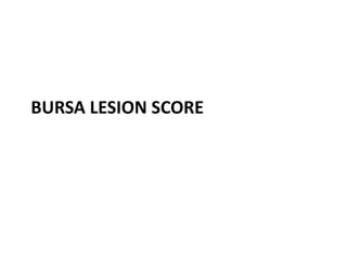 Bursa Lesion Score in Poultry | PPTX