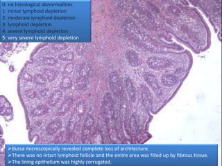 Bursa Lesion Score in Poultry | PPTX