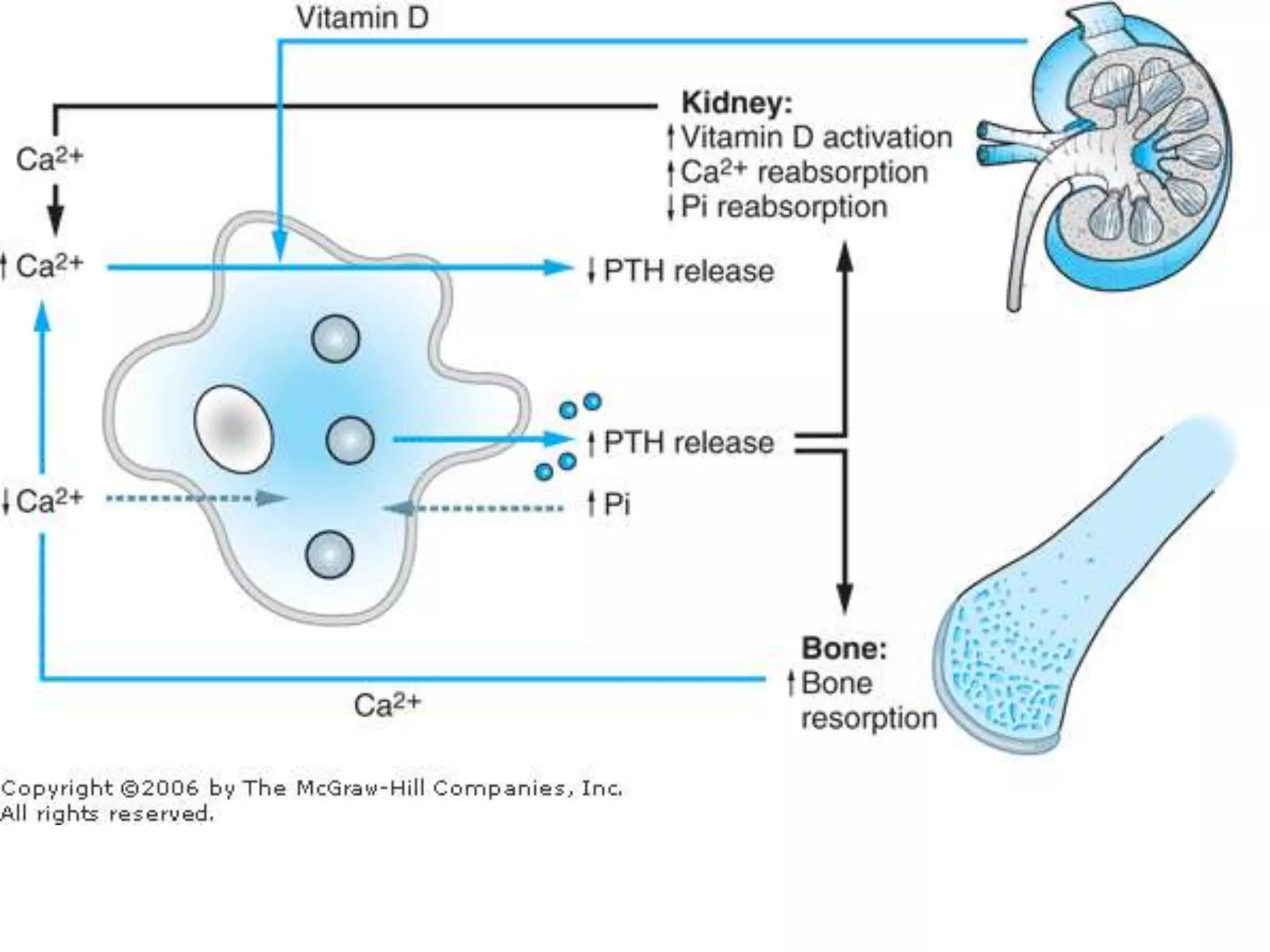 5. ca i p – hormonska regulacija 1 h | PPTX