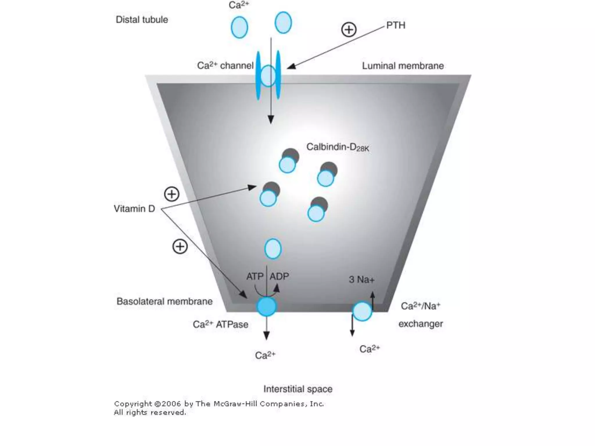5. ca i p – hormonska regulacija 1 h | PPTX