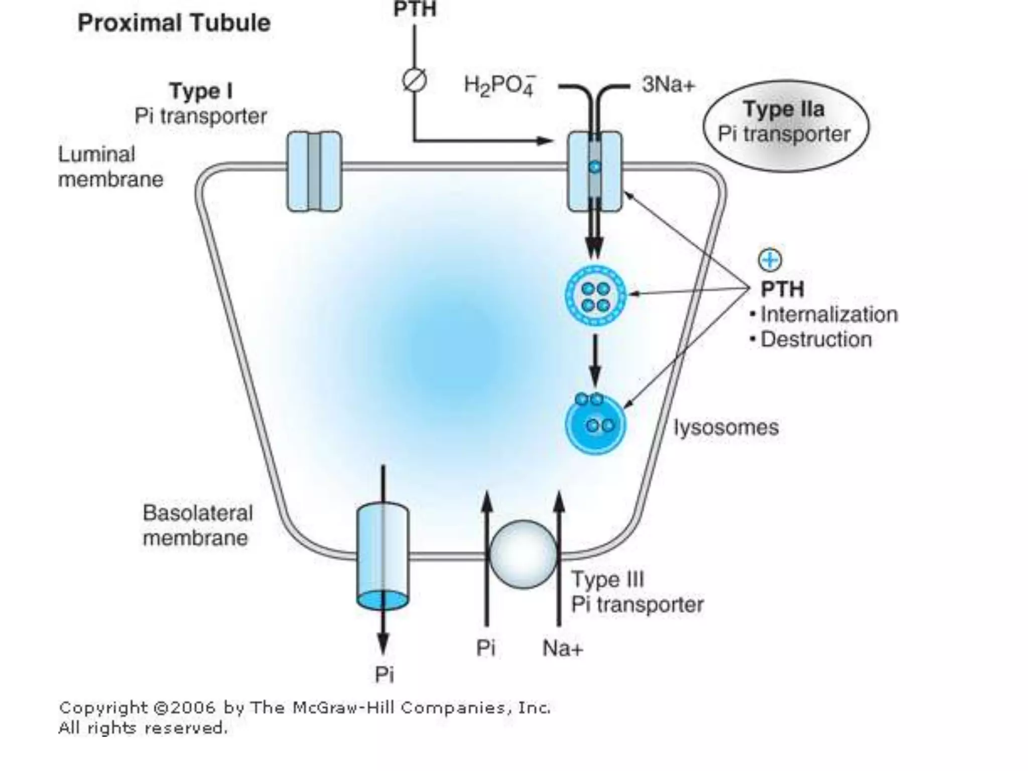 5. ca i p – hormonska regulacija 1 h | PPTX