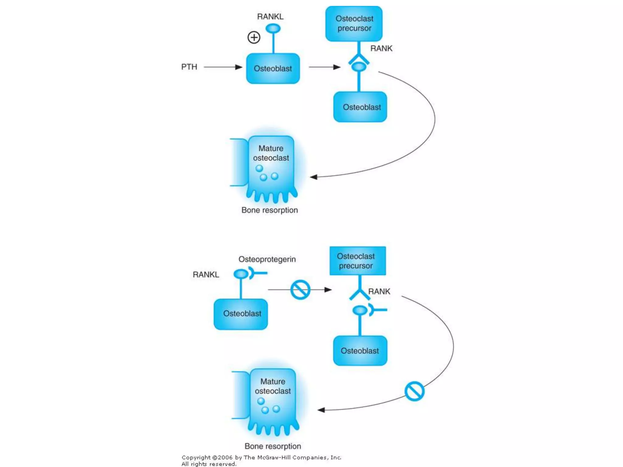 5. ca i p – hormonska regulacija 1 h | PPTX