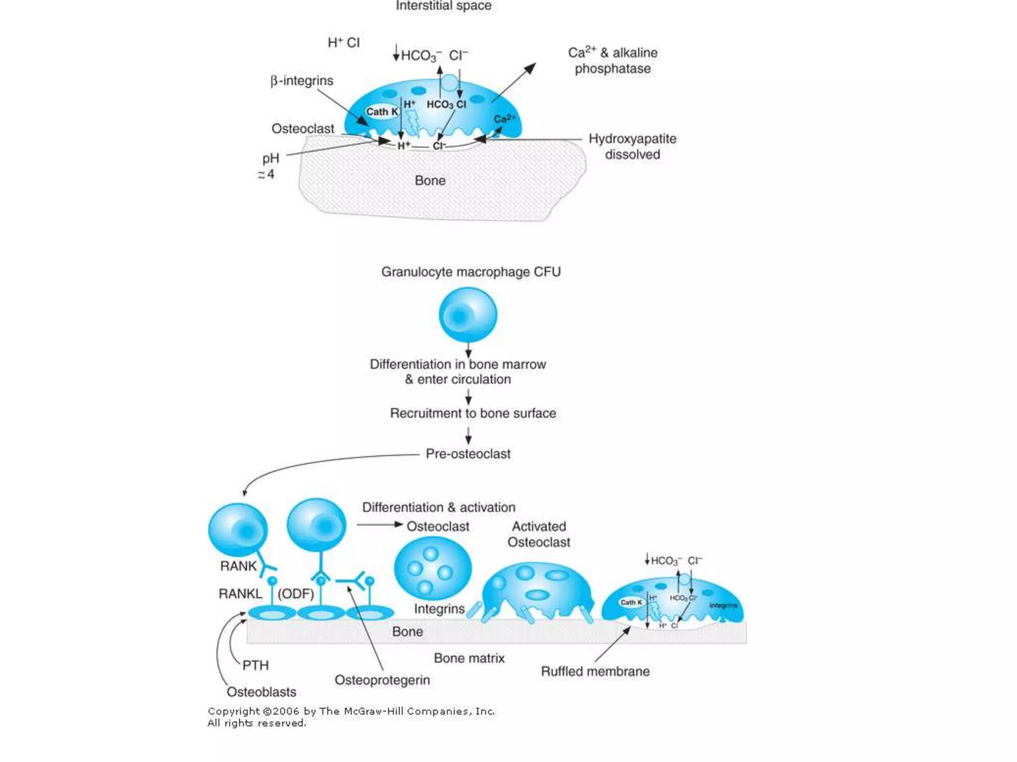5. ca i p – hormonska regulacija 1 h | PPTX