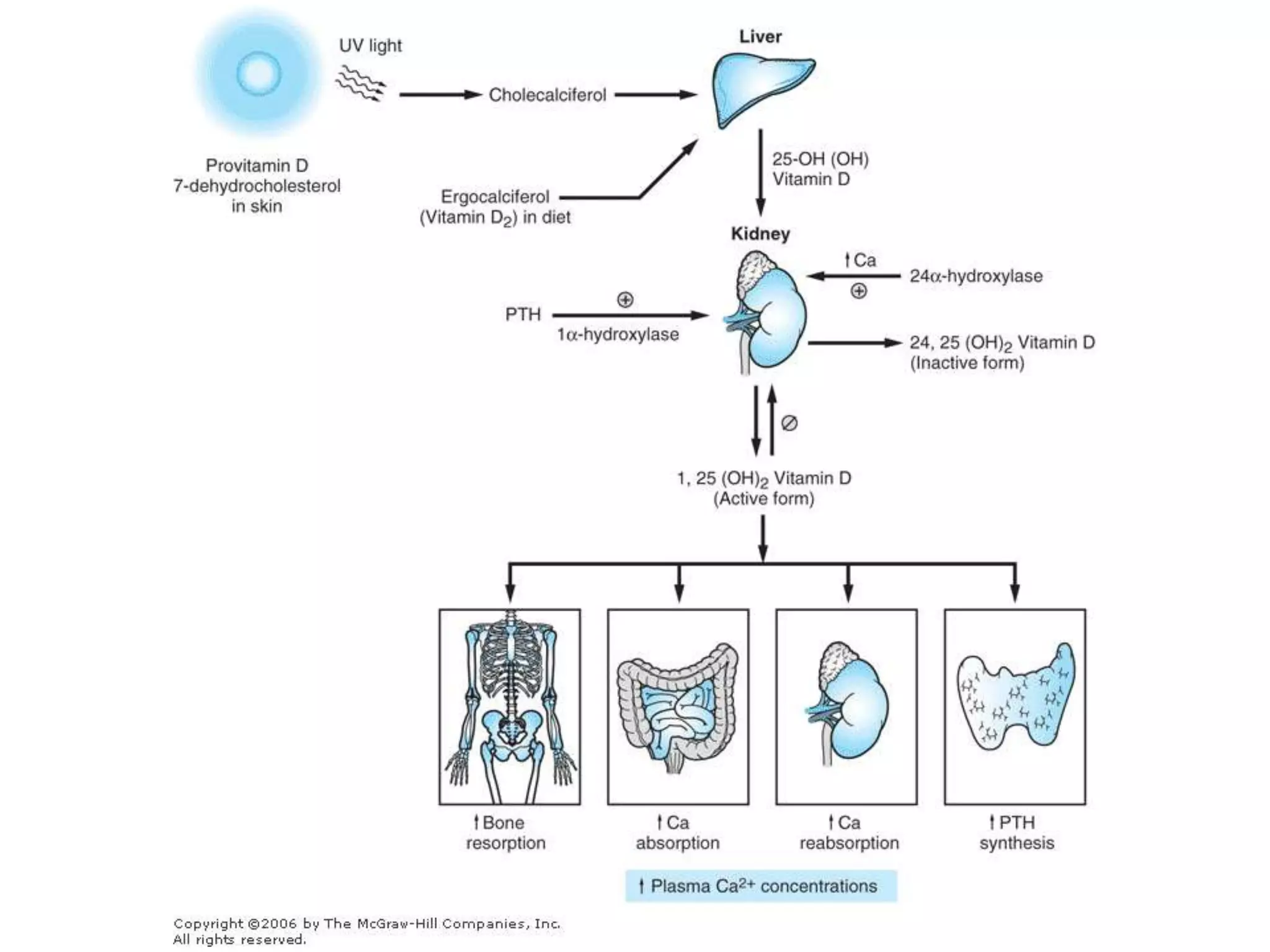 5. ca i p – hormonska regulacija 1 h | PPTX