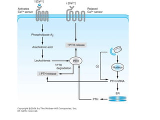 5. ca i p – hormonska regulacija 1 h | PPTX