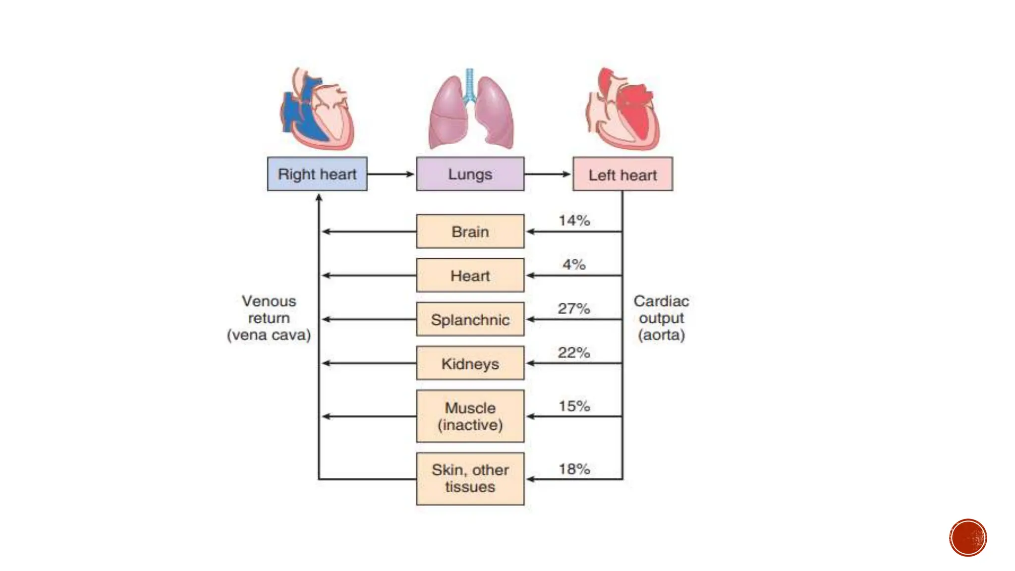 5-Cardiac output cardiovascular system.pptx | Heart and Cardiovascular ...