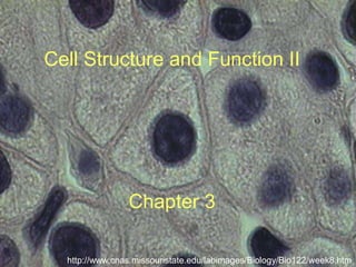 5- Cell II | PPT