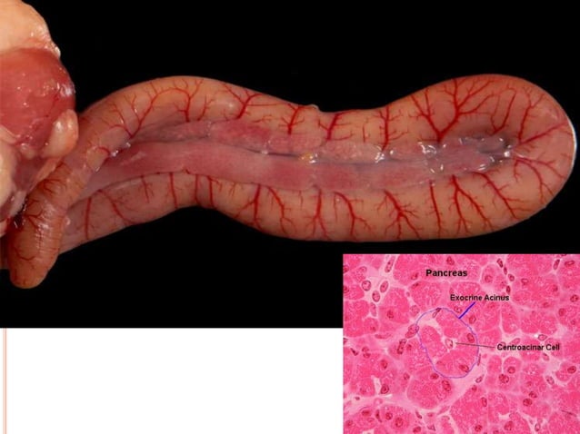 5. Cellular Aberration | PPT | Free Download