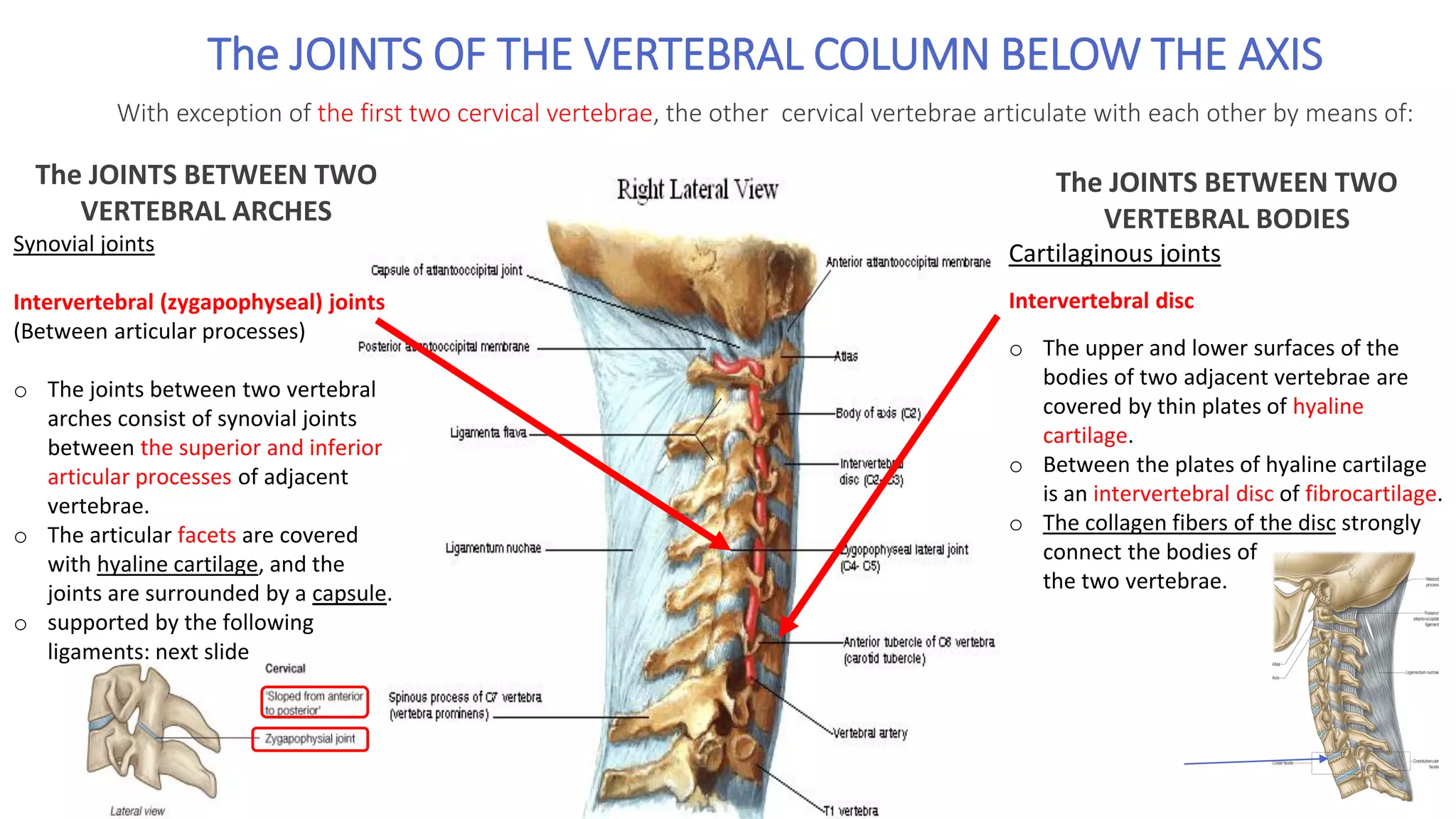 5-Cervical Spine.pdf