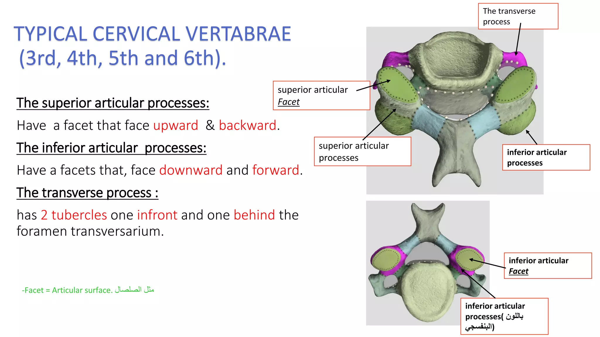 5-Cervical Spine.pdf