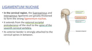5-Cervical Spine.pdf