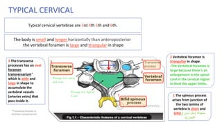 5-Cervical Spine.pdf