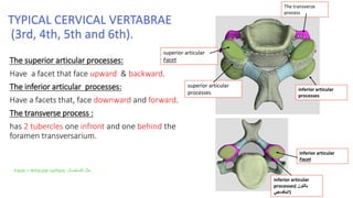 5-Cervical Spine.pdf