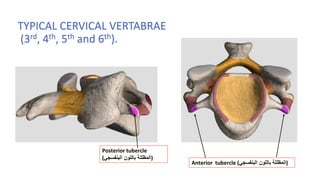 5-Cervical Spine.pdf