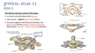 5-Cervical Spine.pdf