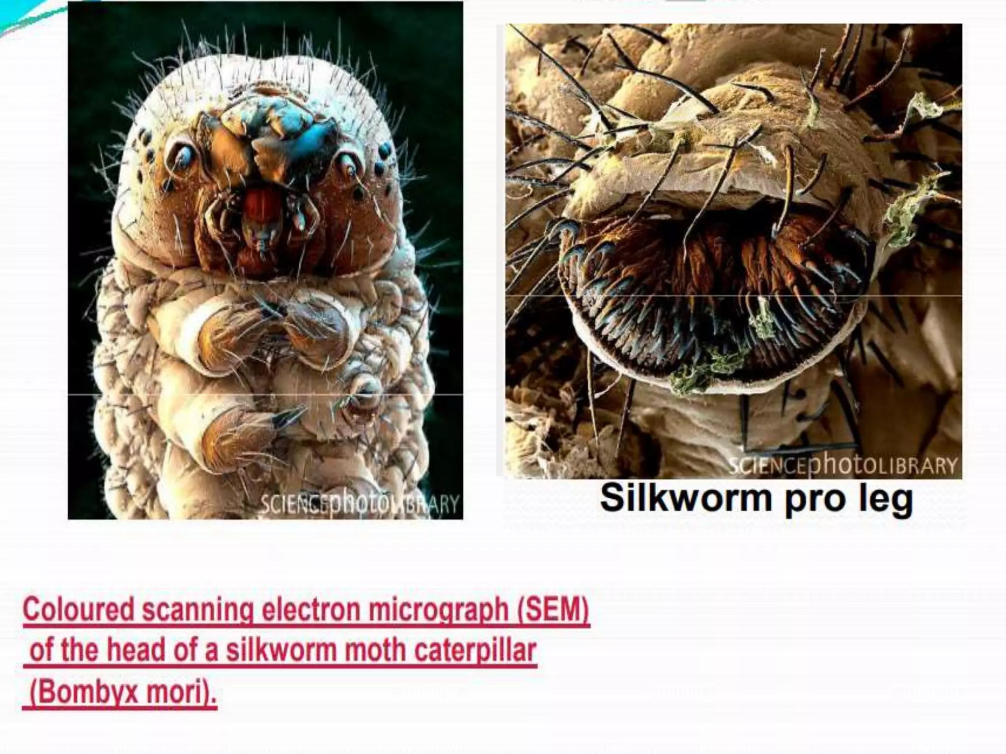 5 chapter morphology and anatomy of sw sps. commercially exploited ...